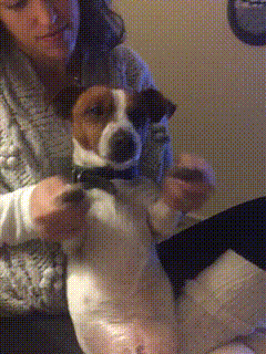 Dog Clapping GIF by The Standing O - Find & Share on GIPHY