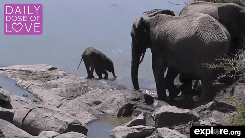 Daily Dose Gif