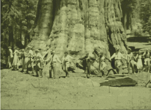 Sequoia Tree GIFs - Get the best GIF on GIPHY