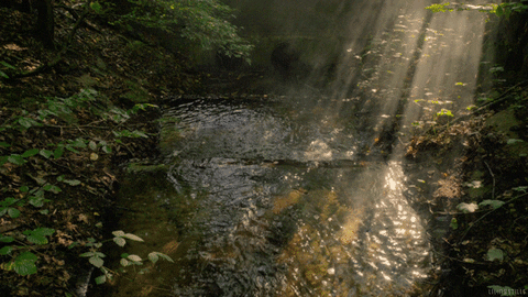 Forest Water Gif