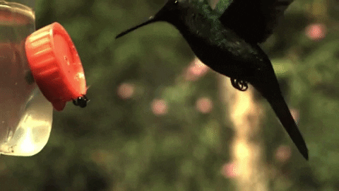Hummingbird Birdfeeder GIF - Find & Share on GIPHY