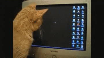 Cat Computer Gif