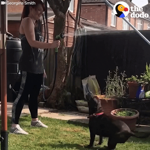Water Dogs GIF by The Dodo - Find & Share on GIPHY