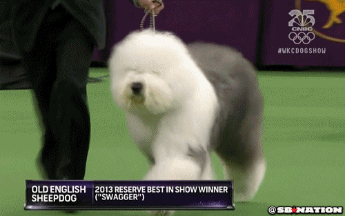 Old-english-sheepdog GIFs - Get the best GIF on GIPHY