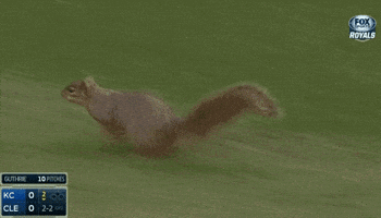 Squirrel GIF by SB Nation - Find & Share on GIPHY