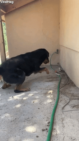 Doggy-throws-snake-to-protect-kitty GIFs - Get the best GIF on GIPHY