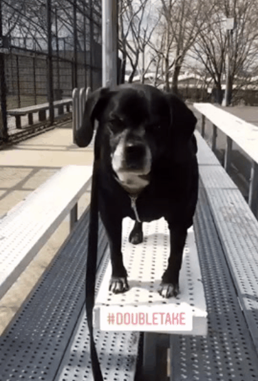 Double Take Dog GIF by Gottalotta - Find & Share on GIPHY
