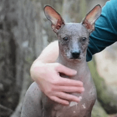 Xolo GIFs - Find & Share on GIPHY