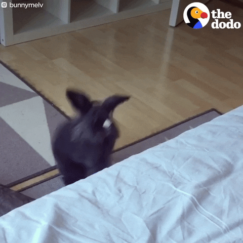Rabbit Jumping GIFs - Get the best GIF on GIPHY