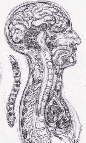 Back Muscles GIFs - Get the best GIF on GIPHY