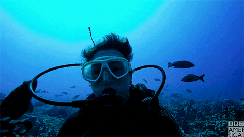 Groupers GIFs - Get the best GIF on GIPHY