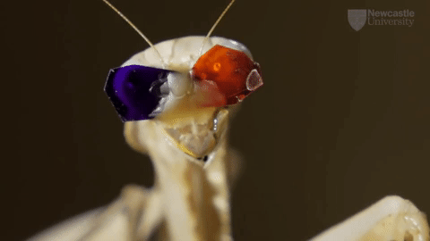 Praying Mantis 3D GIF - Find & Share on GIPHY