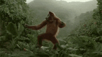 Dancing Monkey GIFs - Find & Share on GIPHY