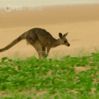 Kangaroo Hopping Gif