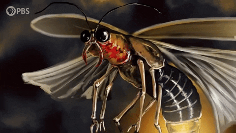 Adze Firefly
