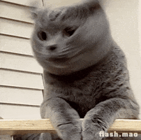 Cat Head Shake GIFs - Find & Share on GIPHY