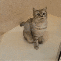 Meow Cat Gif