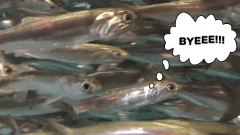 Milkfish GIFs - Get the best GIF on GIPHY