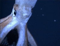 Cuttlefish Gif