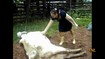 Kicking Cow GIFs - Find & Share on GIPHY
