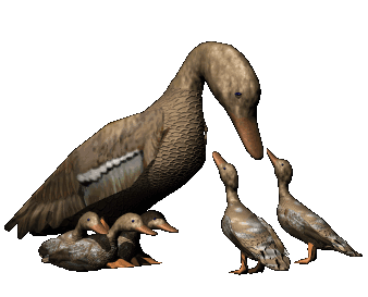 Ducks Sticker for iOS & Android | GIPHY