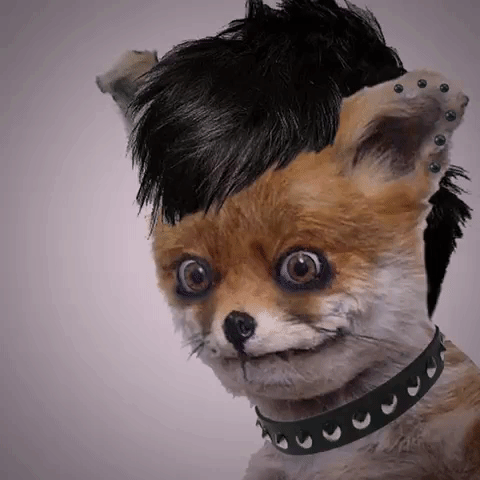 Stoned Fox Meme