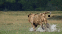 Lion Attacking Prey Gif