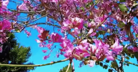 Orchid Tree GIFs - Get the best GIF on GIPHY
