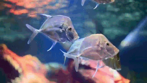 Animated Fish Tank Gif