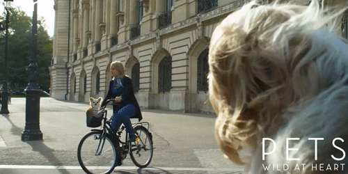 Bbc One Dog GIF by BBC - Find & Share on GIPHY