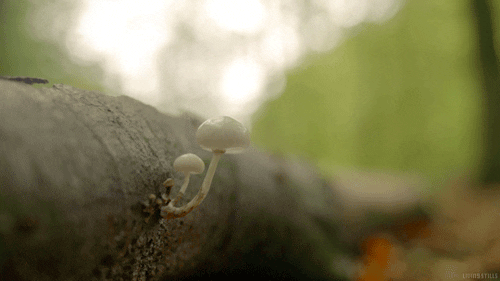 Rain Forest GIF by Living Stills - Find & Share on GIPHY