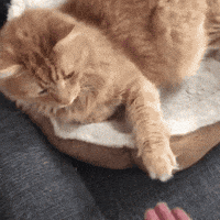 Cat High Five Animated Gif