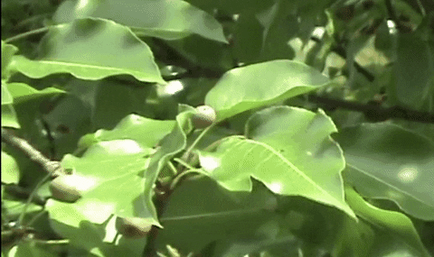 Callery-pear GIFs - Get the best GIF on GIPHY