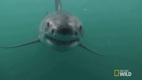 Tiger Shark GIFs - Find & Share on GIPHY