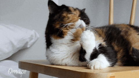 Pudge The Cat GIFs - Find & Share on GIPHY