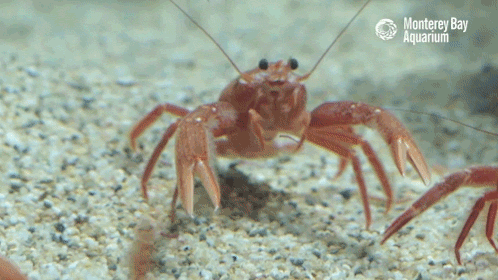 Red Crab Awww GIF by Monterey Bay Aquarium - Find & Share on GIPHY