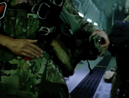 Seal Team Dog GIF by CBS - Find & Share on GIPHY