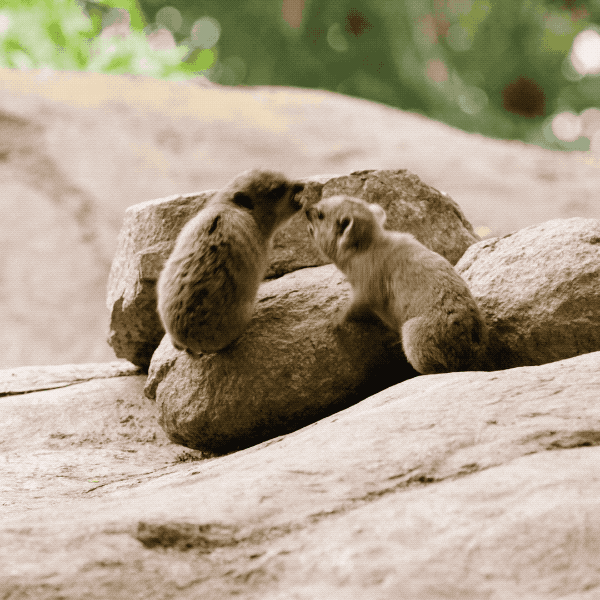 Happy Baby Animals GIF by San Diego Zoo - Find & Share on GIPHY