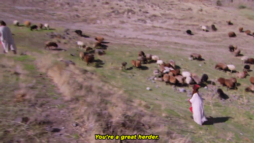 Sheep Herd Gif