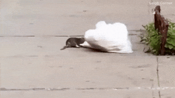 Balayya Meme GIFs - Find & Share on GIPHY