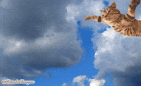 Flying Cats Gif