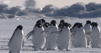 Penguin Falling Gif