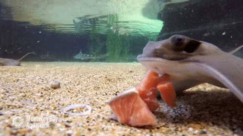 Sustainable Seafood GIFs - Get the best GIF on GIPHY