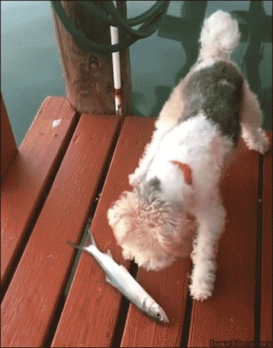 Perro Asustado GIFs - Get the best GIF on GIPHY