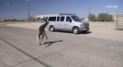 Road Rough GIFs - Get the best GIF on GIPHY