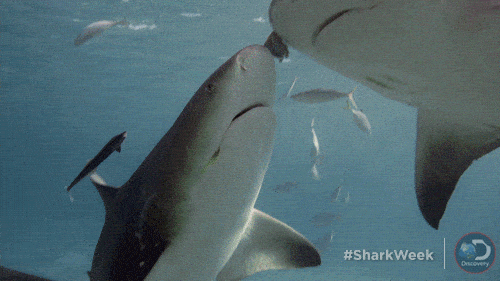 Love Bite Kiss GIF by Shark Week - Find & Share on GIPHY