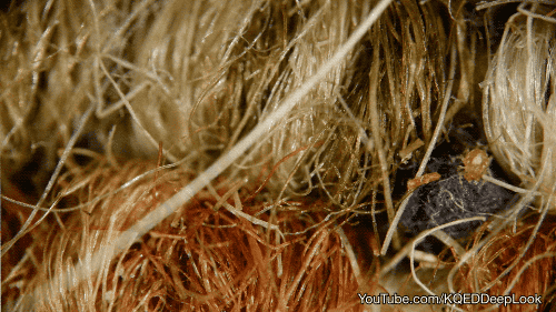 Predatory Mite GIFs - Get the best GIF on GIPHY