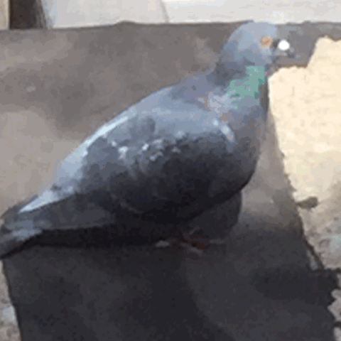 Cat Pigeon GIF by Andrea - Find & Share on GIPHY