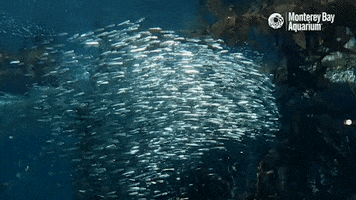 School Of Fish GIFs - Find & Share on GIPHY