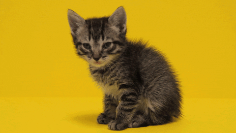Digital Cat GIFs - Get the best GIF on GIPHY